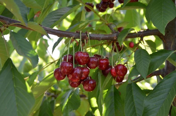 Main phenologic states in sweet cherry trees (Prunus avium L.) in Chile ...