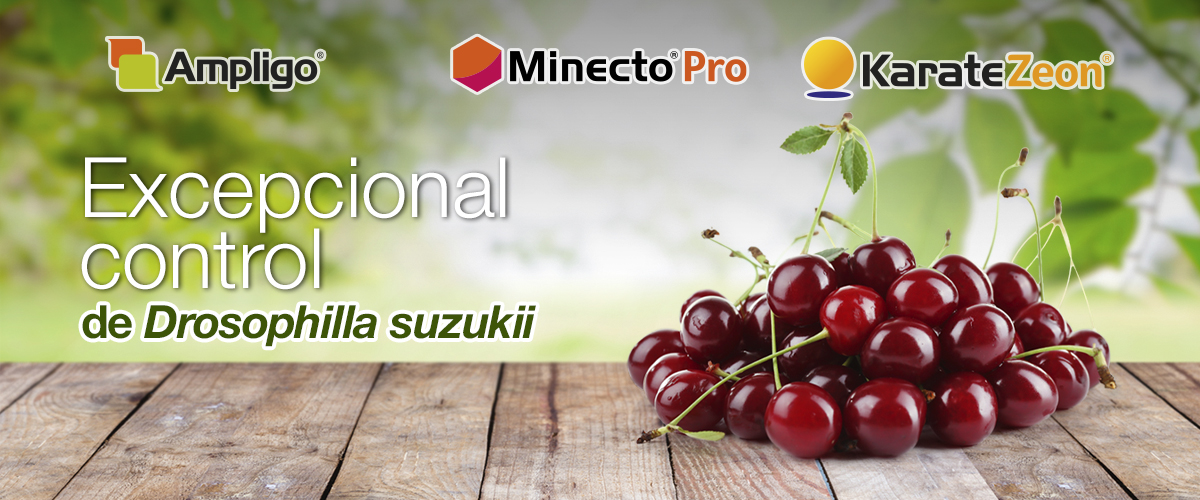What are the main pests that affect our cherry orchards and how can we ...