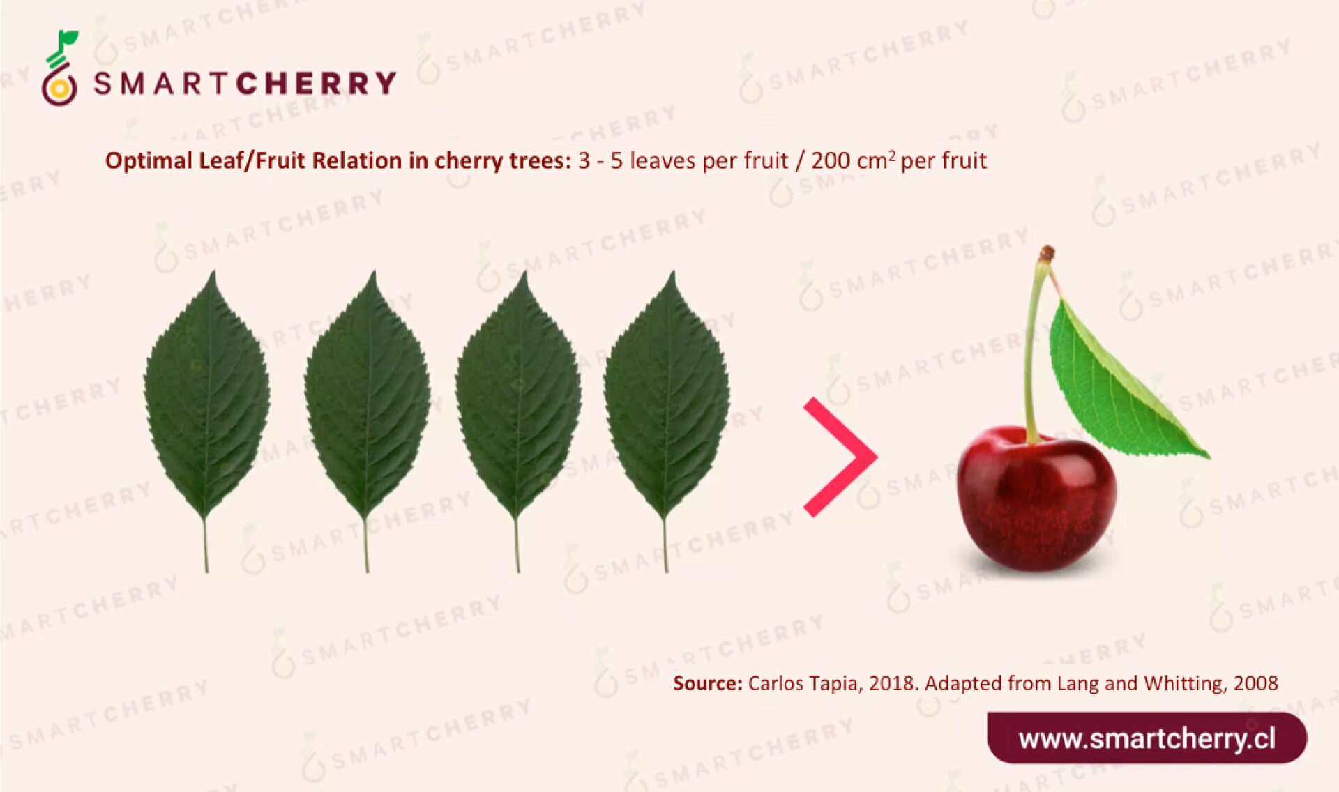 Optimal leaf/fruit relation in cherry trees - Smartcherry