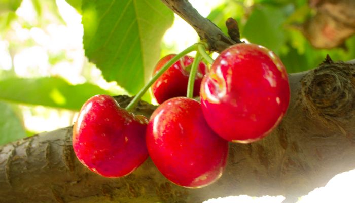 Two faces of the cherry market in Italy - Smartcherry