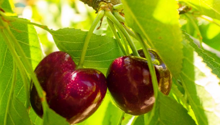South Africa has a perfect production window - Smartcherry