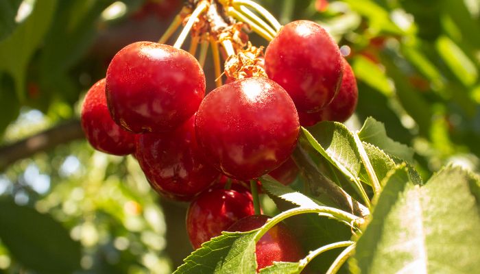 Argentina’s cherry exports keep growing - Smartcherry