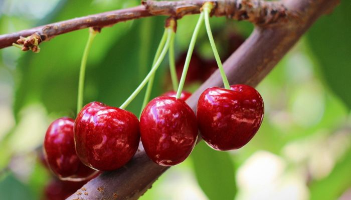 Presentation is important: containers and packaging for export cherries ...