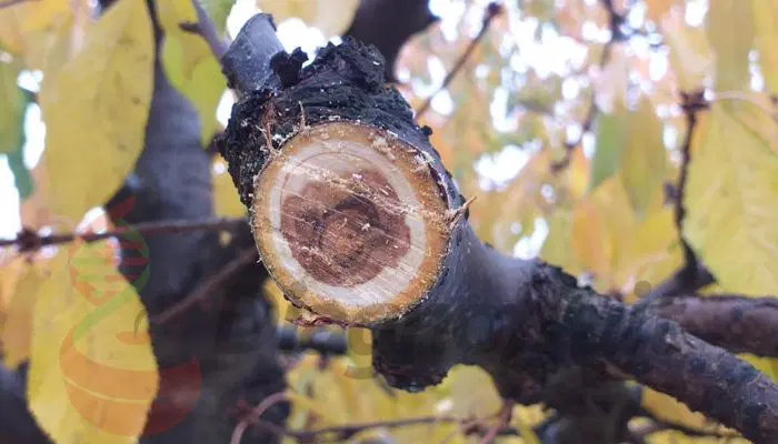 Calosphaeria pulchella, a pathogen that is here to stay - Smartcherry