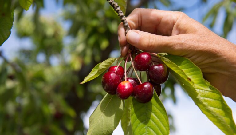 Cherry varieties: their characteristics, tips and how to recognize them ...