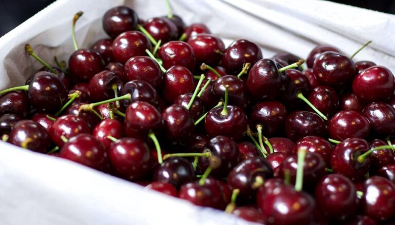 The heaviest cherry in the world was grown in Italy - Smartcherry